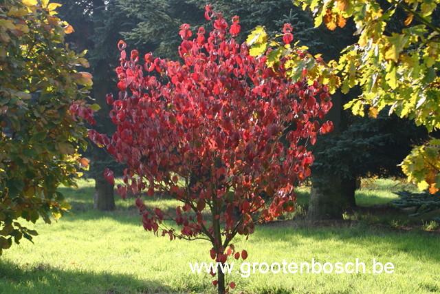 Cornus florida 'Rainbow' | Arboretum Grootenbosch